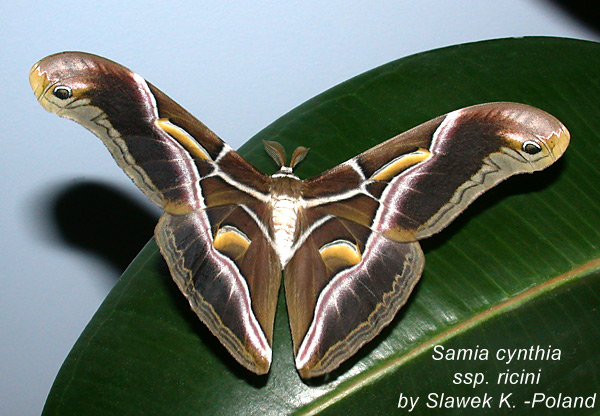 Motyle.info - Portal Lepidopterologiczny :: Zobacz temat - Samia ...